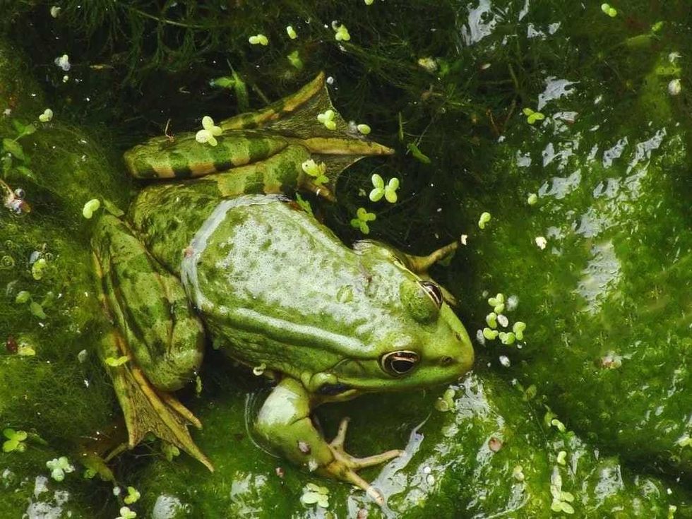 African Dwarf Frog Eggs: Everything You Need To Know | Kidadl