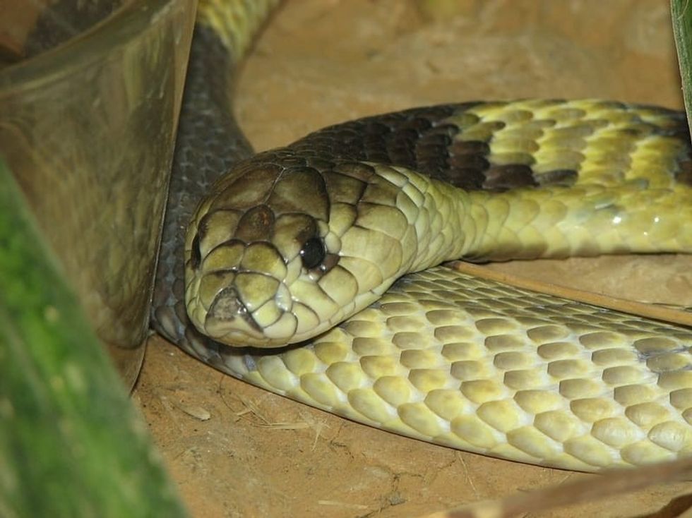 Fun Egyptian False Cobra Facts For Kids | Kidadl