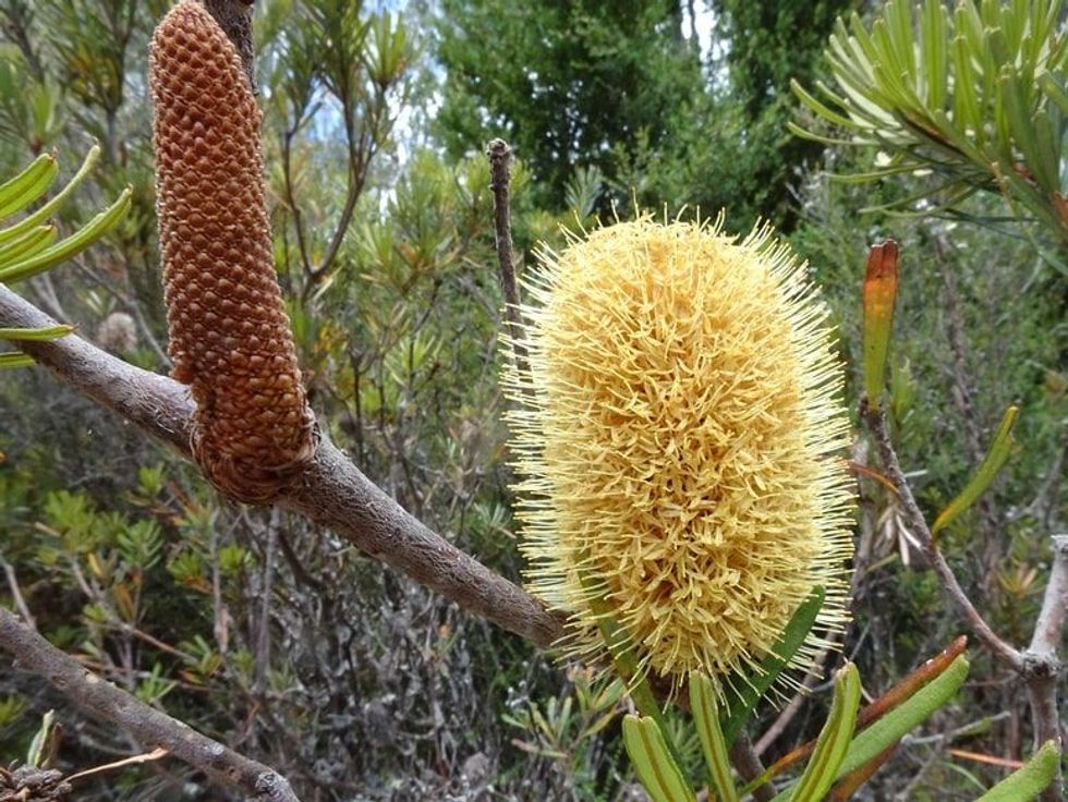 27 Banksia Tree Facts: Amazing Facts About This Native Australian Plant ...