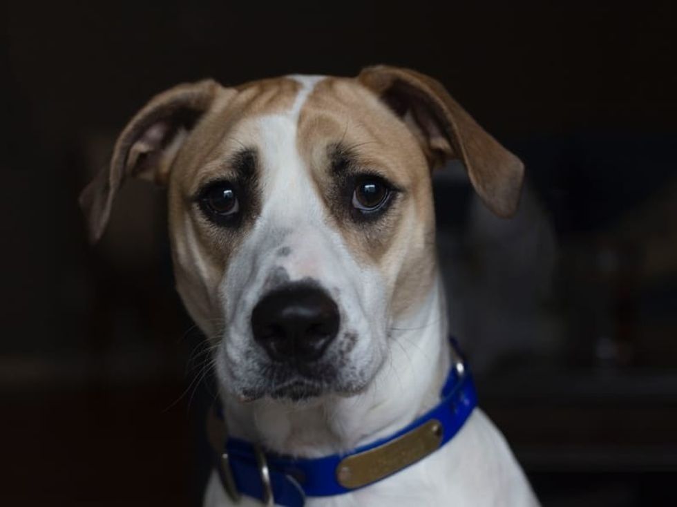 Fun Feist Facts For Kids | Kidadl