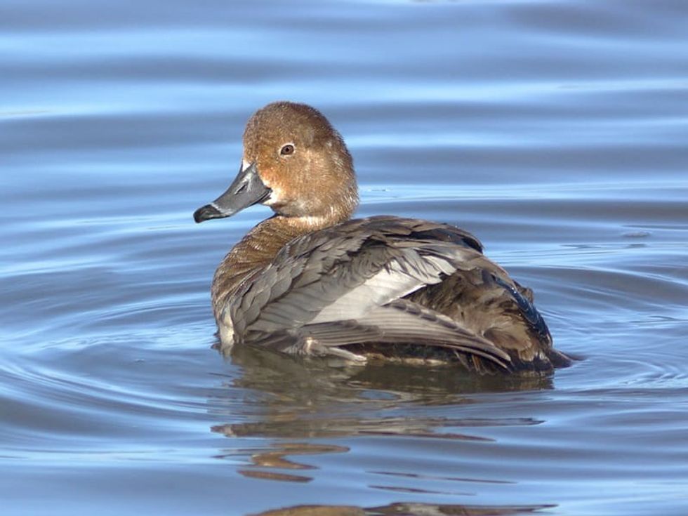 Fun Redhead Duck Facts For Kids | Kidadl