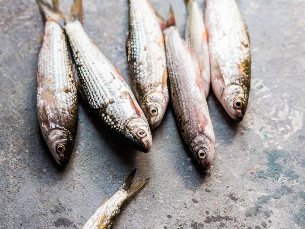 Fun Flathead Grey Mullet Facts For Kids | Kidadl