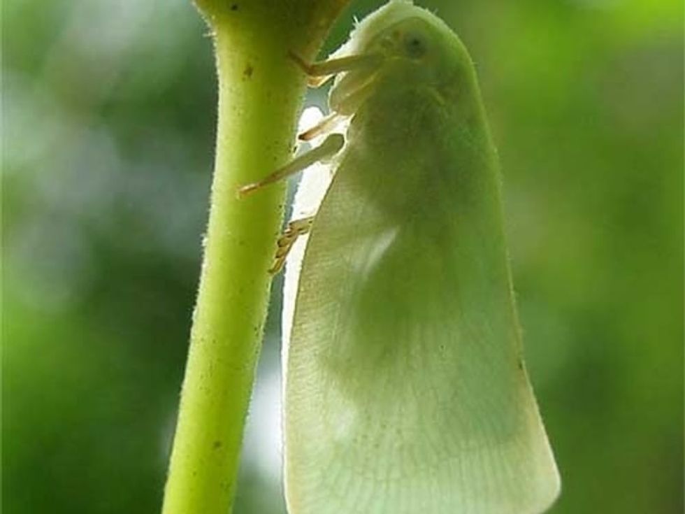 Fun Flatid Planthopper Facts For Kids | Kidadl