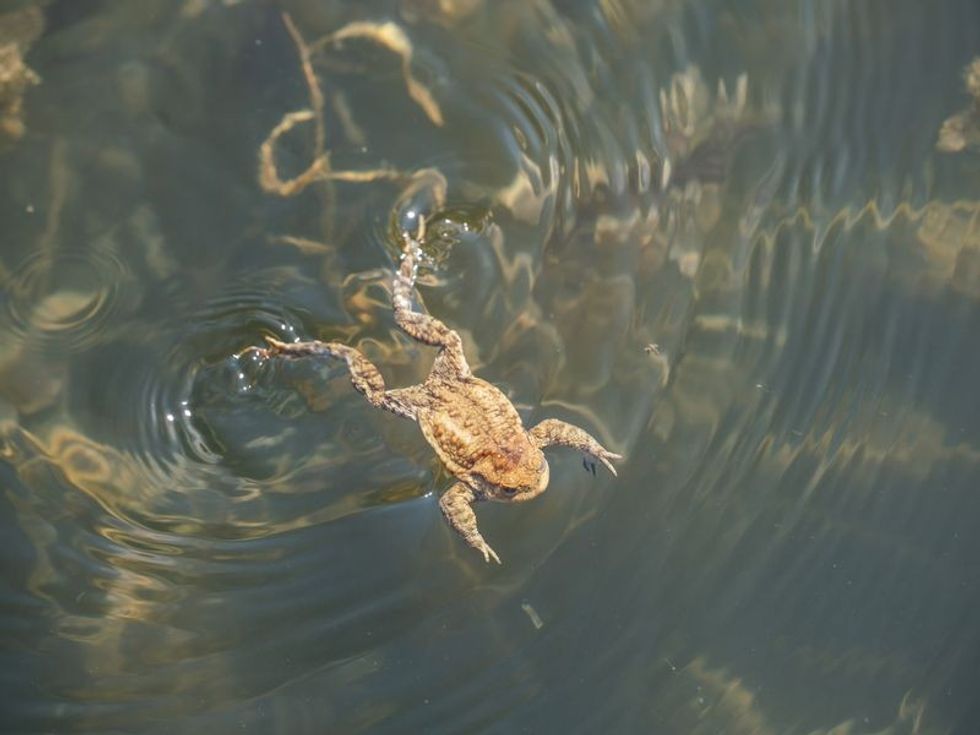 Frog Swimming Mechanism Explained: Fun Facts For Kids | Kidadl