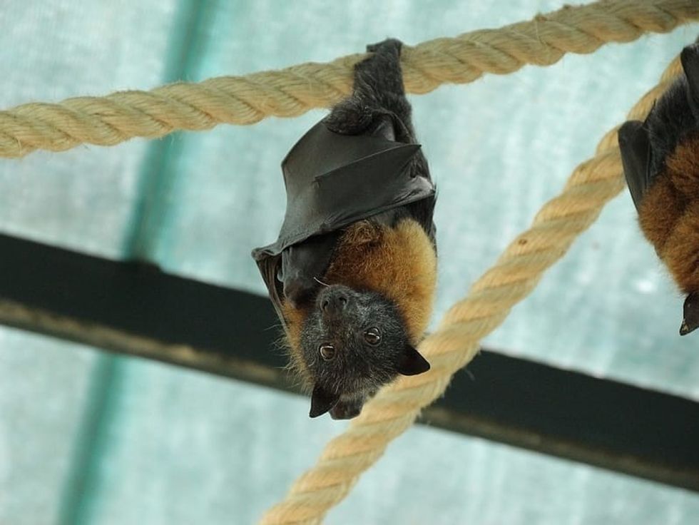 Fun Pygmy Fruit Bat Facts For Kids | Kidadl