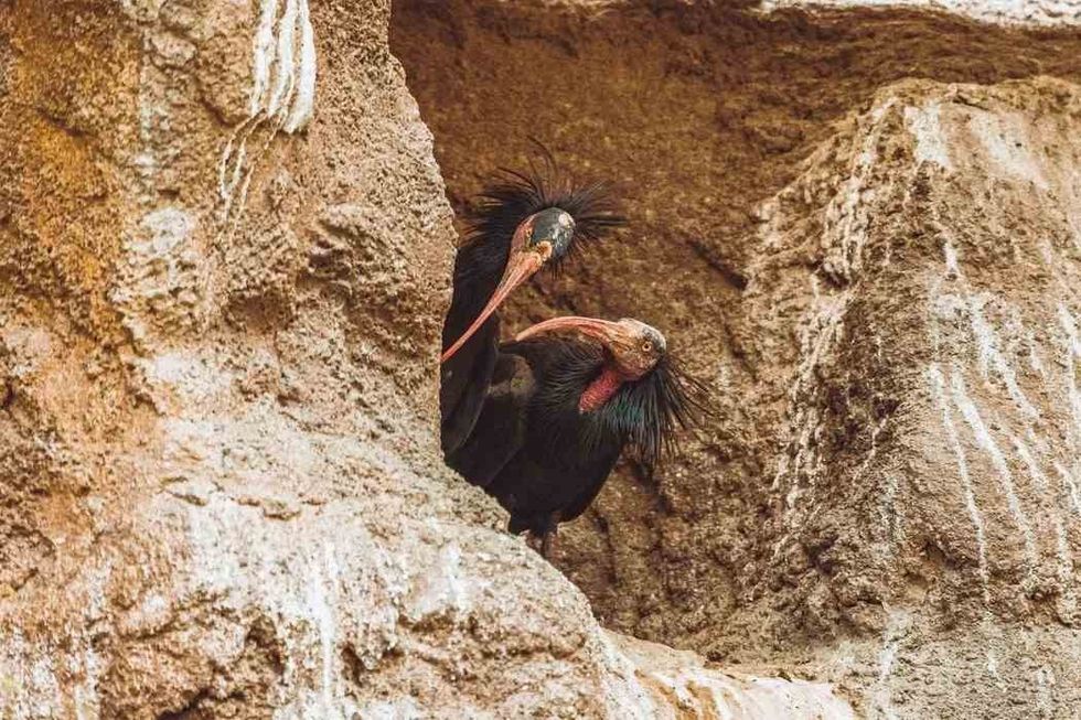 Fun Northern Bald Ibis Facts For Kids | Kidadl