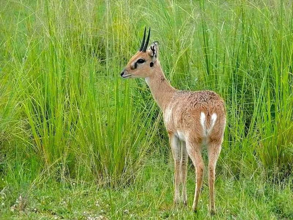 Fun Oribi Facts For Kids | Kidadl