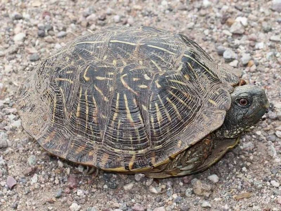 Fun Ornate Box Turtle Facts For Kids | Kidadl