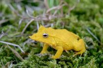 Fun Solomon Island Leaf Frog Facts For Kids | Kidadl