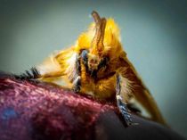 Fun Southern Flannel Moth Facts For Kids | Kidadl