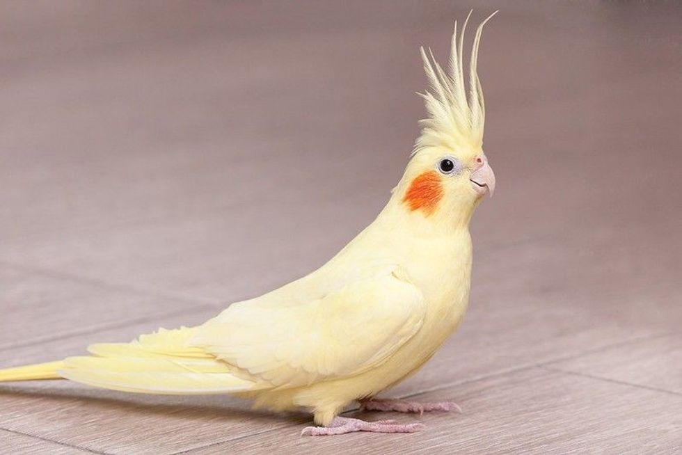 105 Best Cockatiel Names That Are Cute And Funny | Kidadl