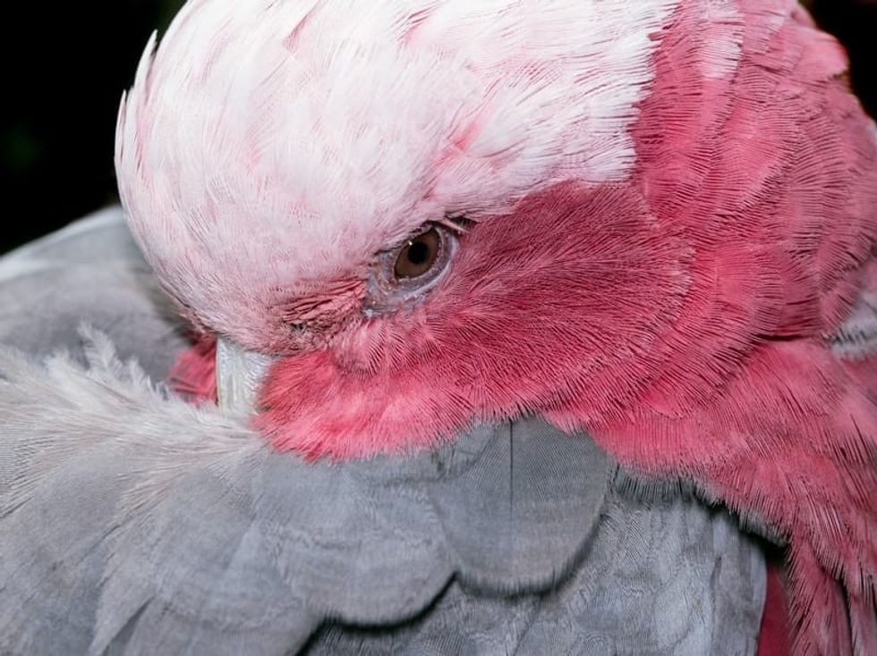 Fun Galah Facts For Kids | Kidadl