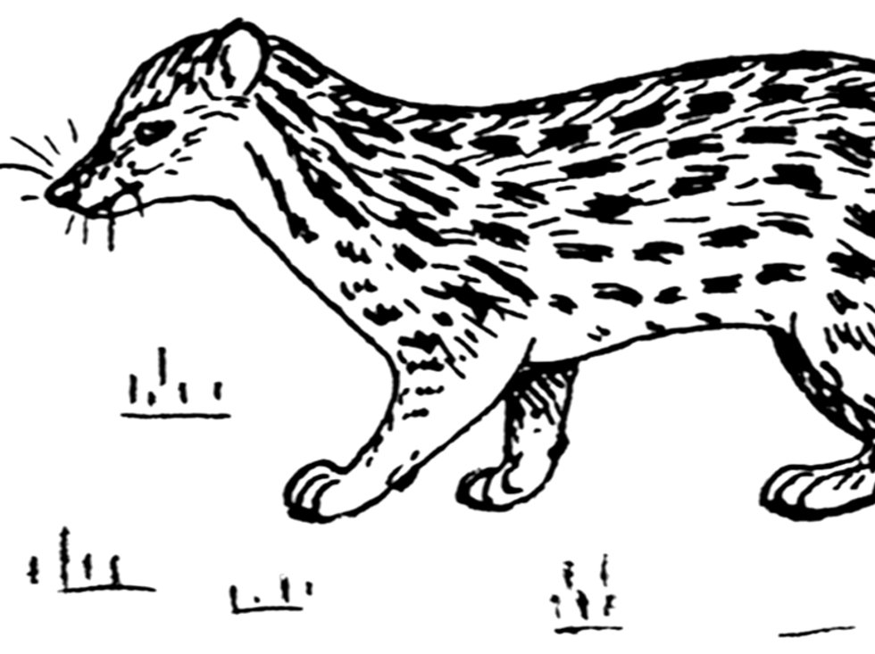 Fun Genet Facts For Kids | Kidadl