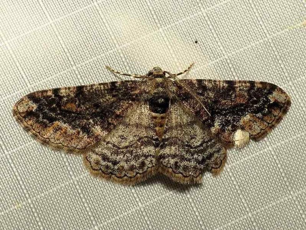 Fun Geometer Moth Facts For Kids | Kidadl