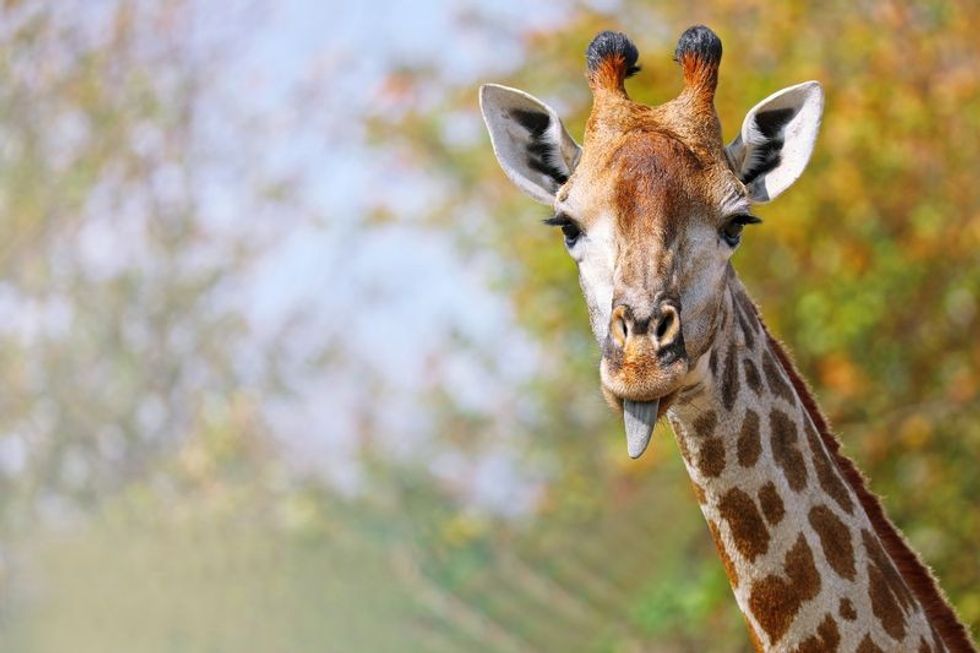 Giraffe Tongue Color Facts And Its Significance | Kidadl