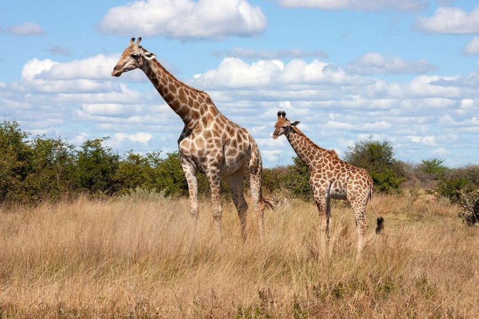 What Do Giraffes Eat? Remarkable Food Facts For Kids | Kidadl