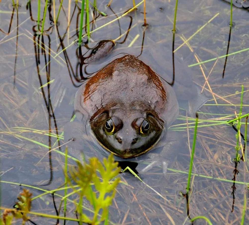 Fun Goliath Frog Facts For Kids | Kidadl Fun Goliath Frog Facts For Kids | Kidadl