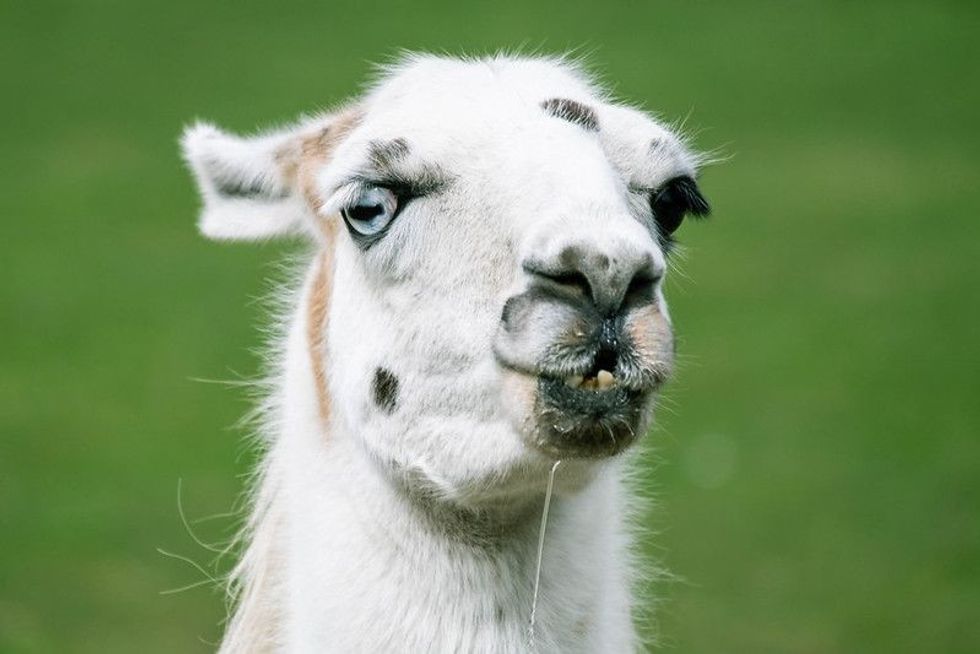Why Do Llamas Spit? Is It Dangerous For Humans? | Kidadl