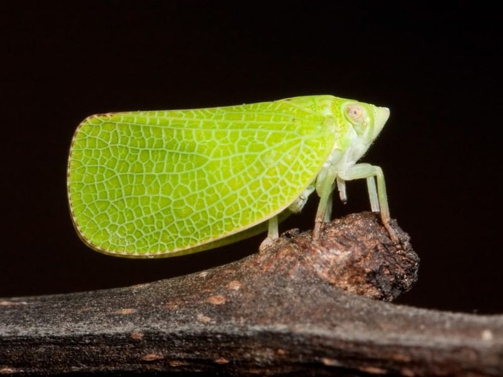 Fun Planthopper Facts For Kids | Kidadl