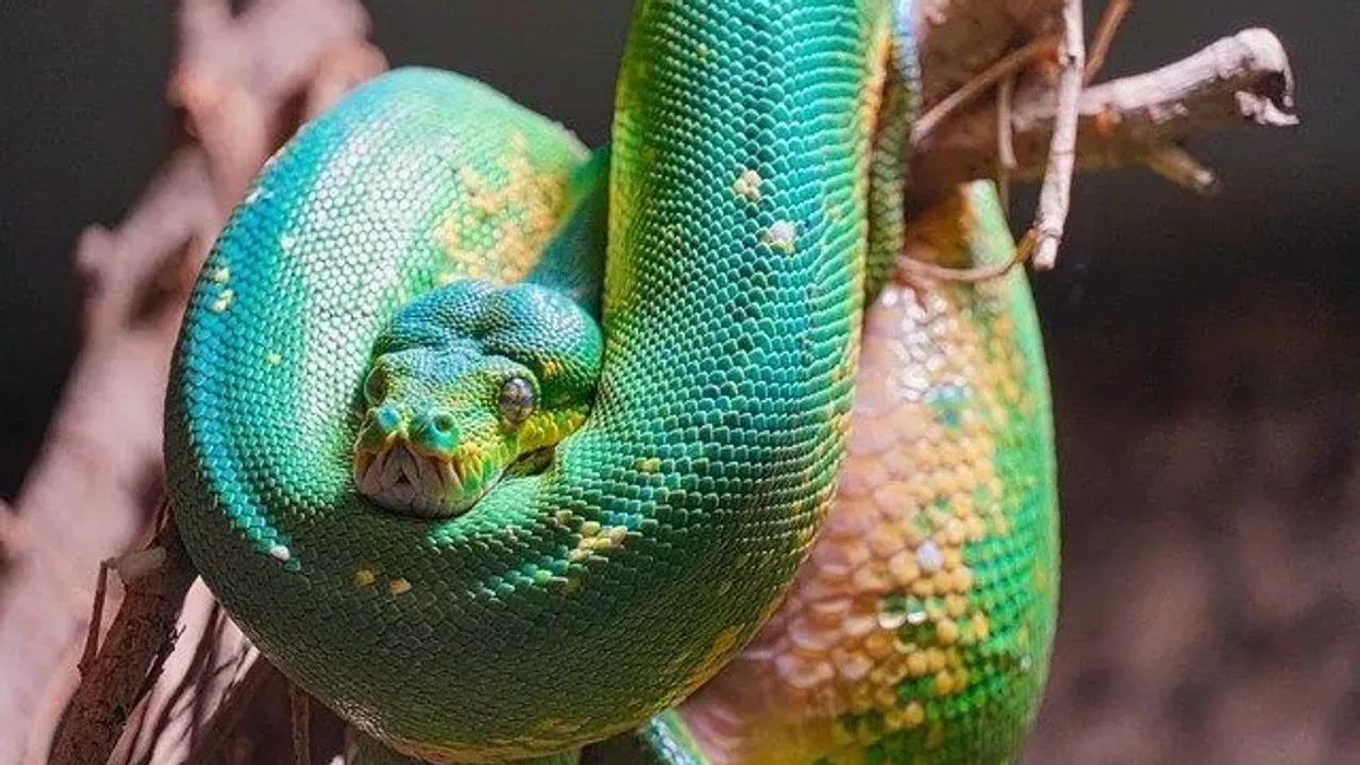 Fun Green Tree Python Facts For Kids | Kidadl Fun Green Tree Python Facts For Kids | Kidadl