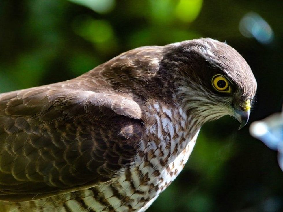 Fun Long-tailed Hawk Facts For Kids | Kidadl