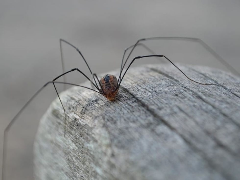 Fun Harvestman Facts For Kids | Kidadl