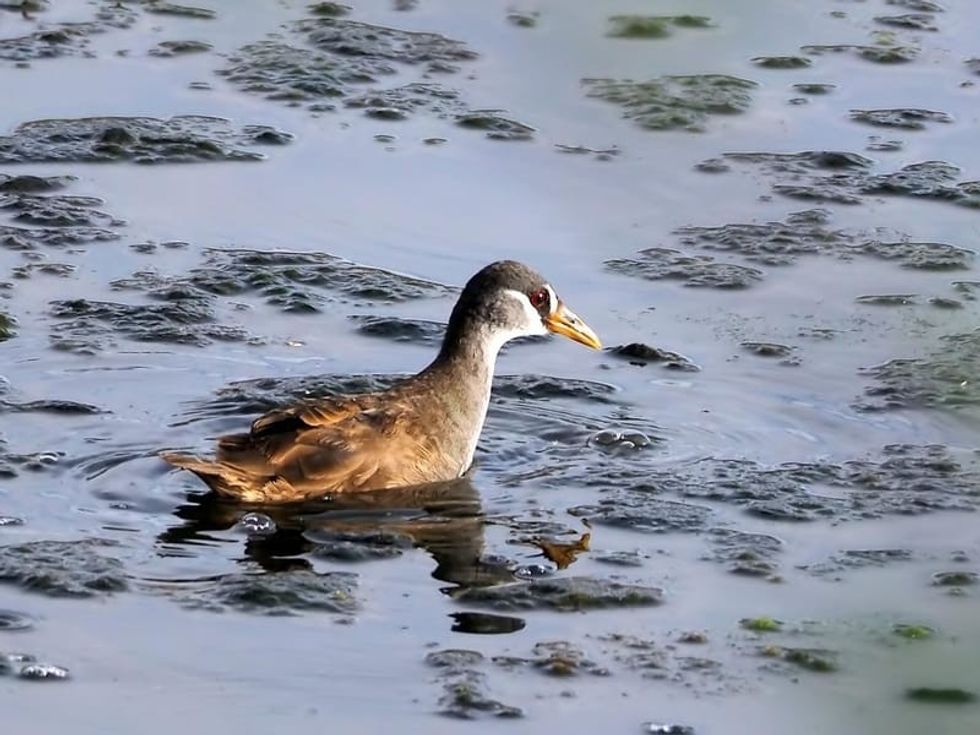 Fun Henderson Crake Facts For Kids | Kidadl