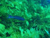 Fun Herring Cale Facts For Kids | Kidadl