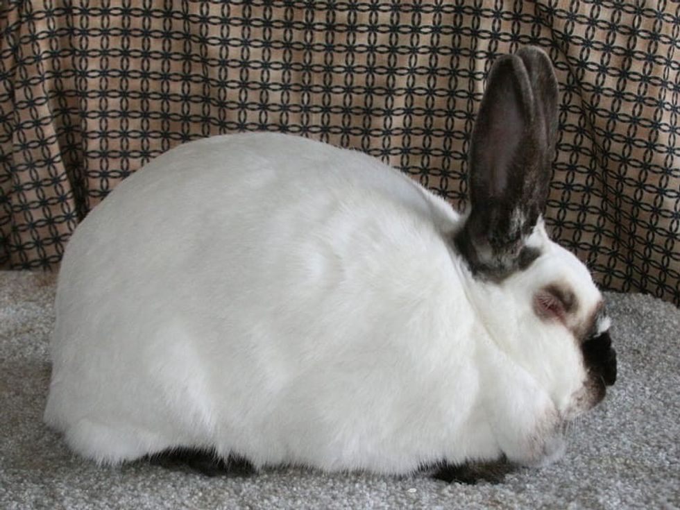 Fun Himalayan Rabbit Facts For Kids | Kidadl