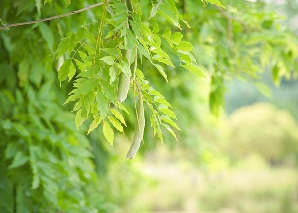Thornless Honey Locust Tree Facts: Learn How To Care For Your Plant ...