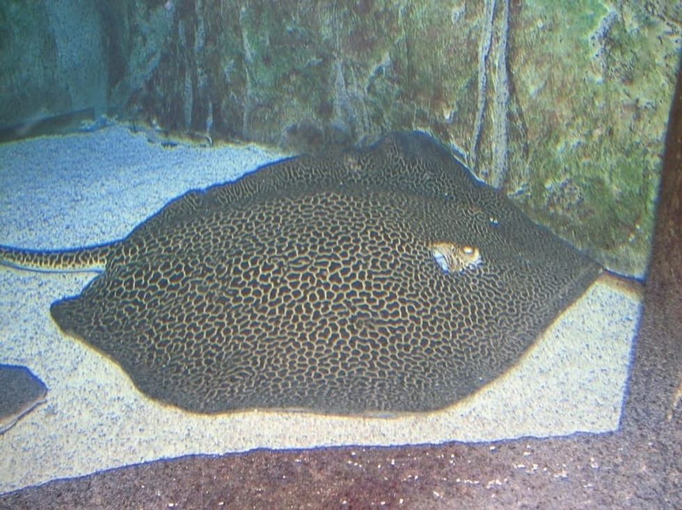 Fun Honeycomb Stingray Facts For Kids | Kidadl