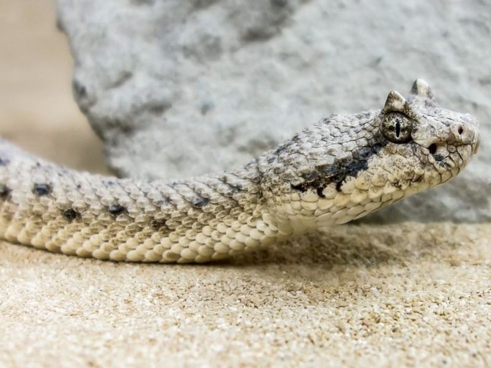 Fun Horned Snake Facts For Kids | Kidadl