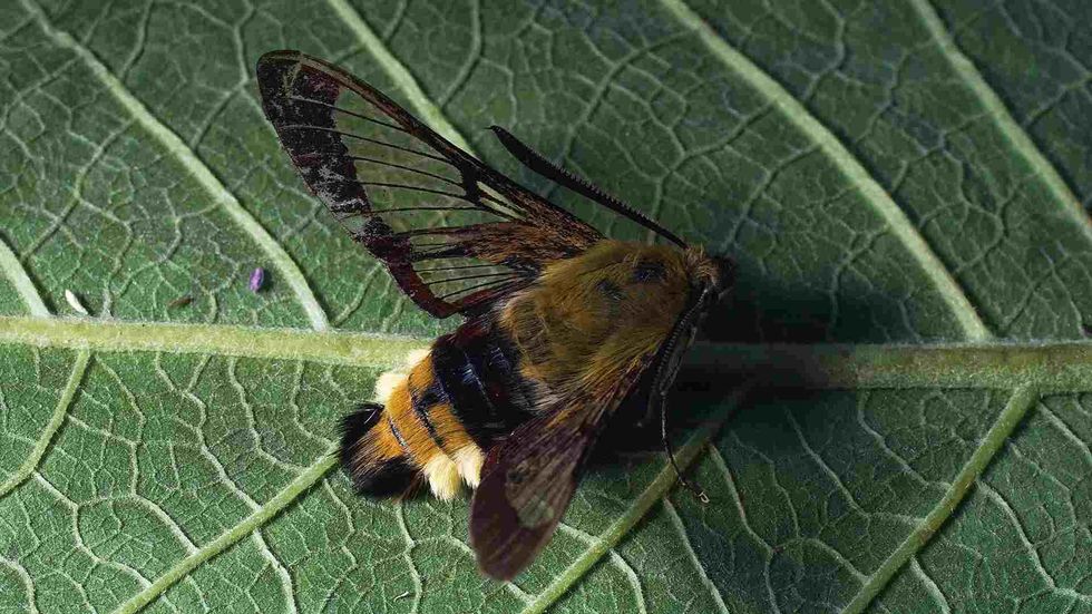 Fun Bee Hawk-moth Facts For Kids | Kidadl