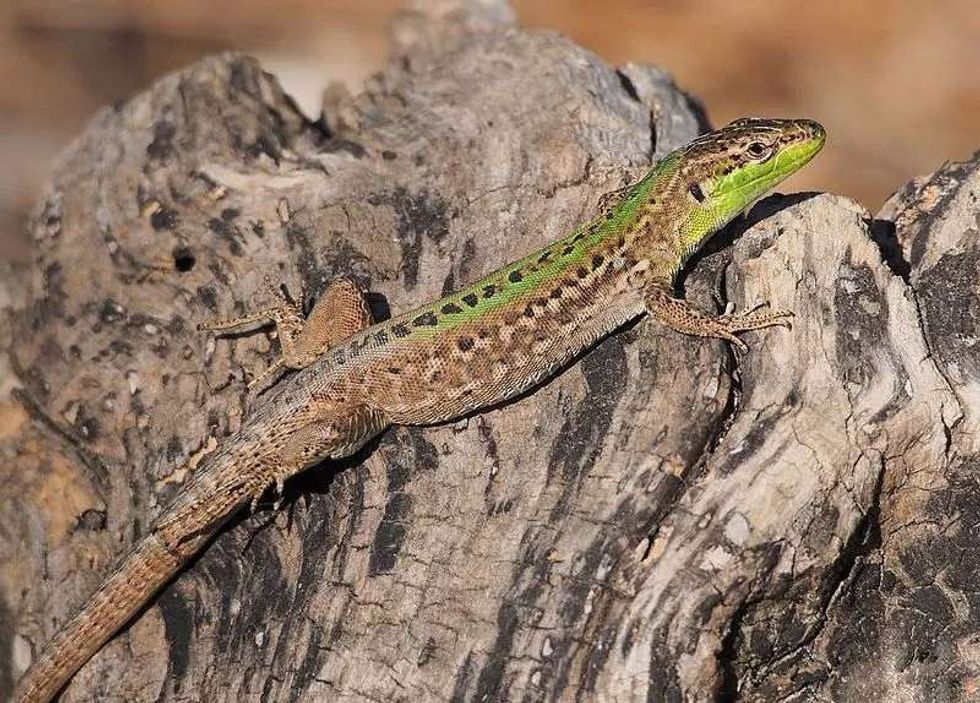 Fun Italian Wall Lizard Facts For Kids | Kidadl