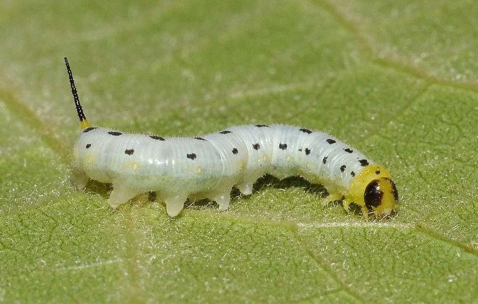 Fun Catalpa Sphinx Moth Facts For Kids | Kidadl