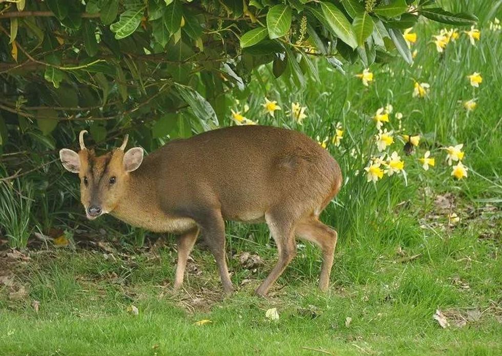 Fun Muntjac Facts For Kids | Kidadl