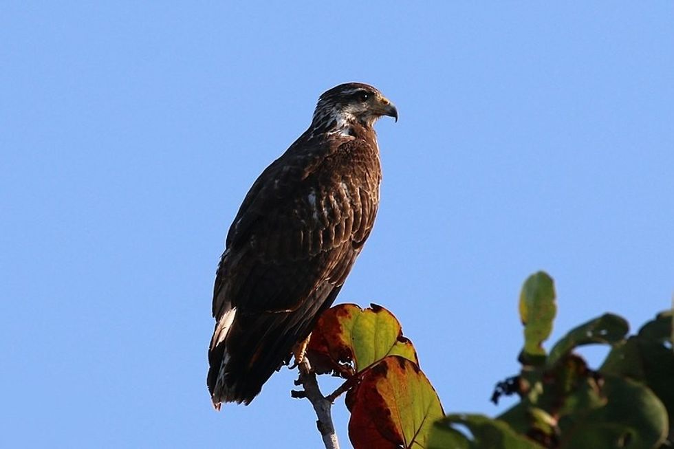 Fun Common Black Hawk Facts For Kids | Kidadl