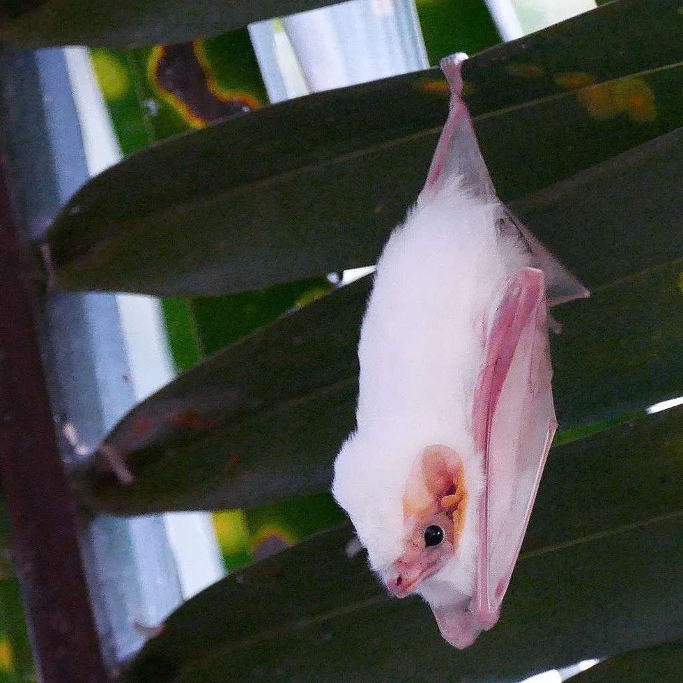Fun Northern Ghost Bat Facts For Kids | Kidadl