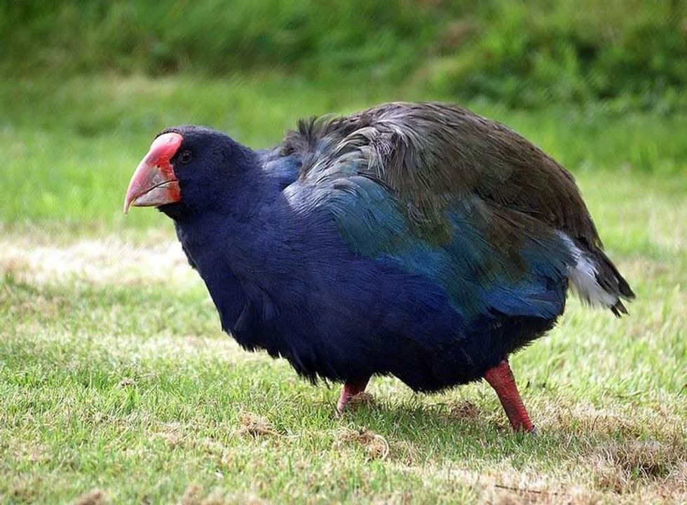 Fun Takahe Facts For Kids | Kidadl