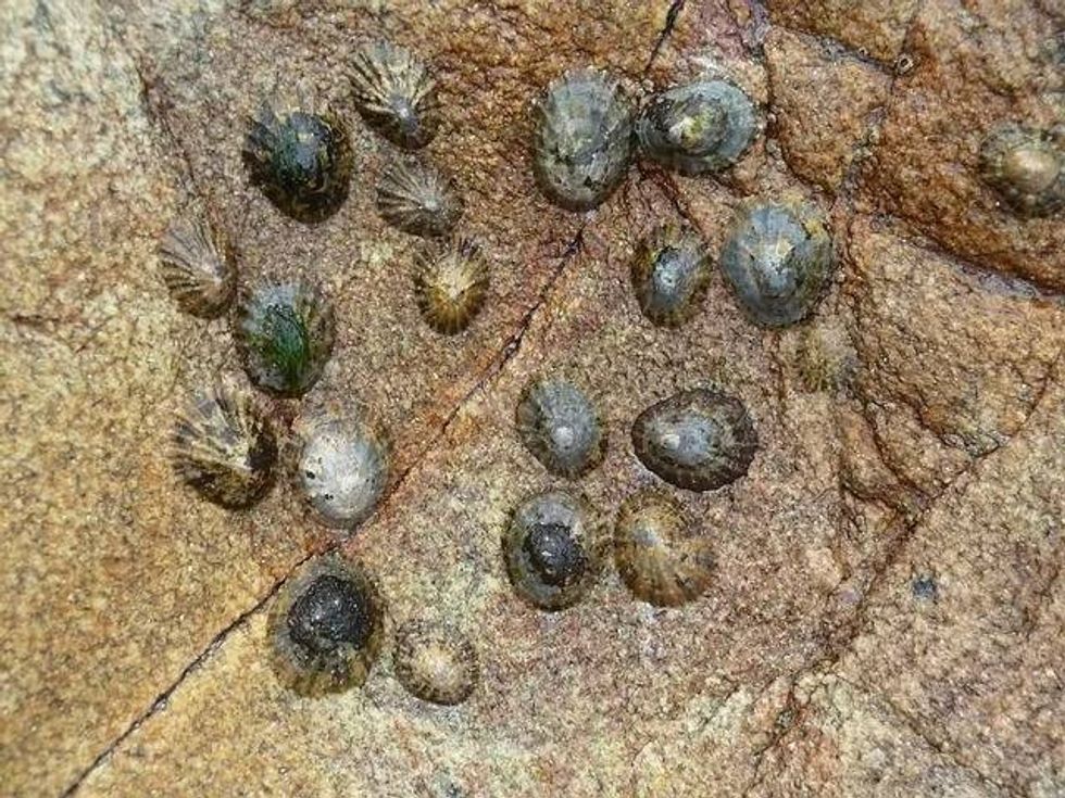 Fun Limpet Facts For Kids | Kidadl