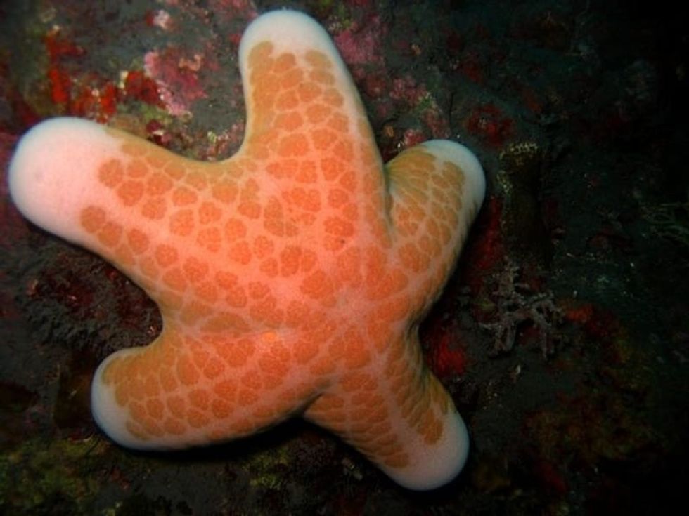 Fun Granulated Sea Star Facts For Kids | Kidadl