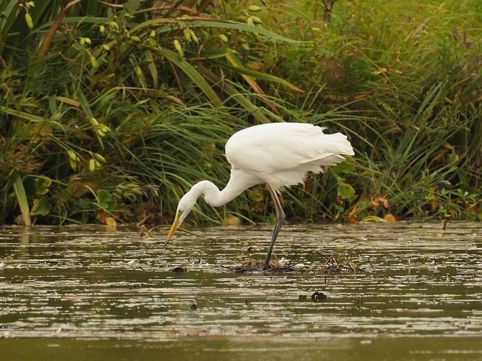 Fun Great Egret Facts For Kids | Kidadl