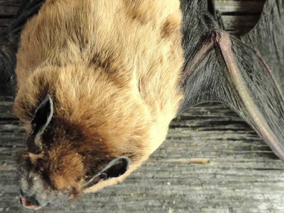 Fun Noctule Facts For Kids | Kidadl