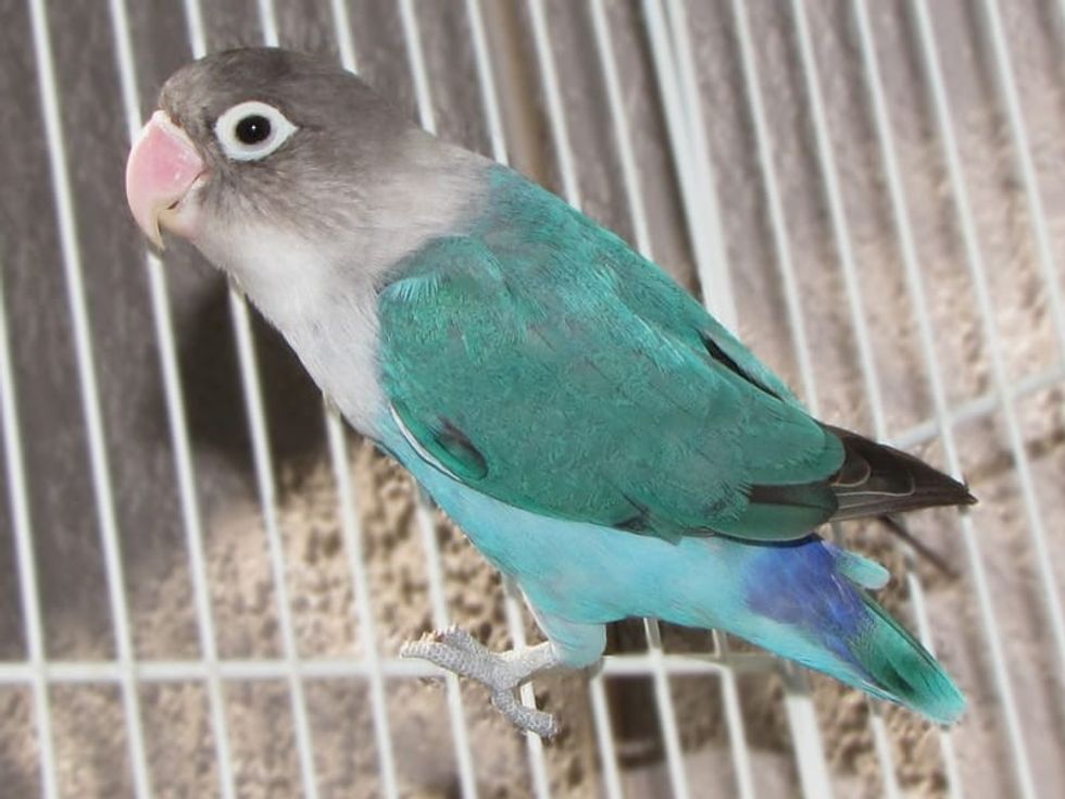 Fun Violet Masked Lovebird Facts For Kids | Kidadl