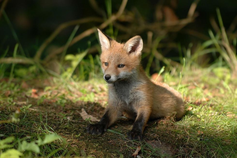 65 Creative Fox Nicknames For Your Pet Fox | Kidadl