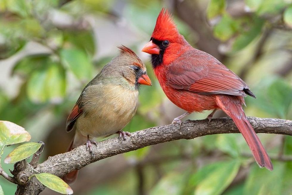 25 Cardinal Quotes And Sayings That Are Sent From Heaven | Kidadl