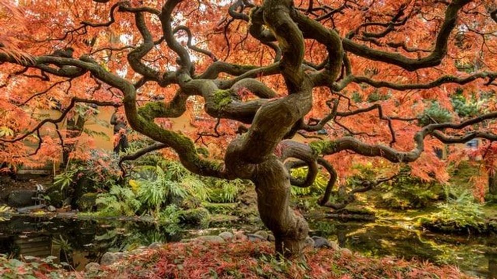 83 Beautiful Dryad Names To Inspire You | Kidadl