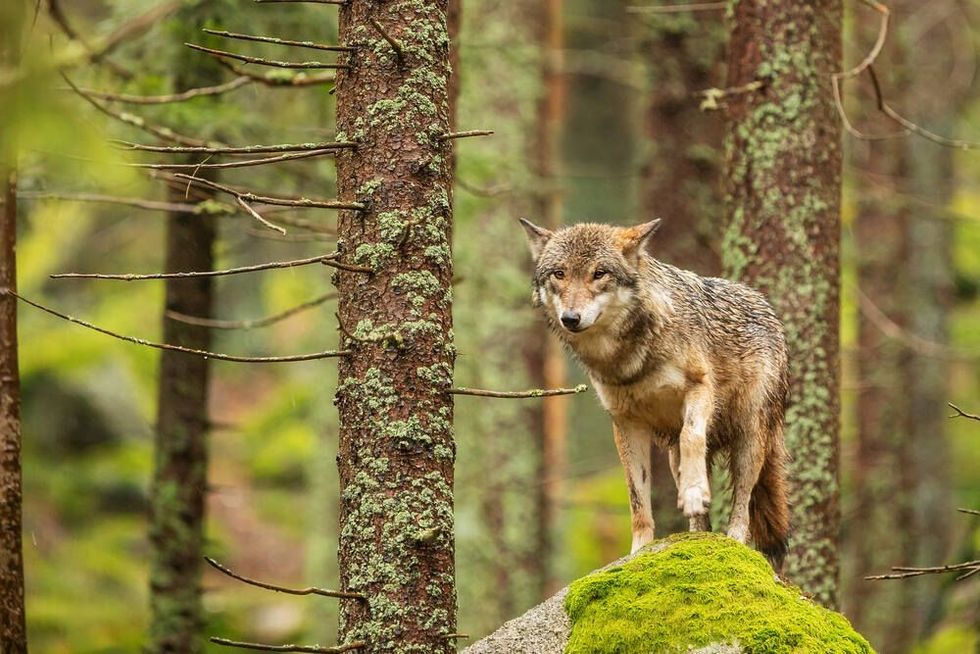 100+ Hellhound Names From Fiction And Mythology | Kidadl