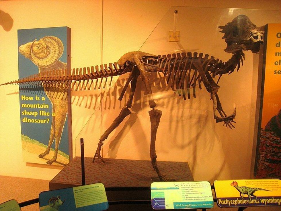 Fun Pachysaurus Facts For Kids | Kidadl