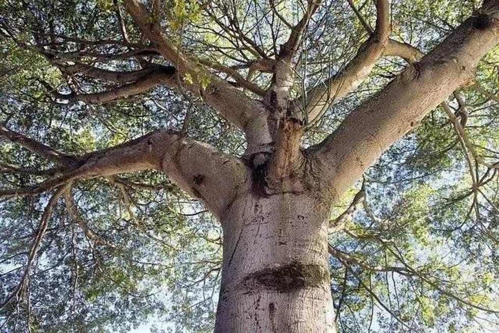 57 Ceiba Tree Facts: The Plant Important To Mayan Culture | Kidadl